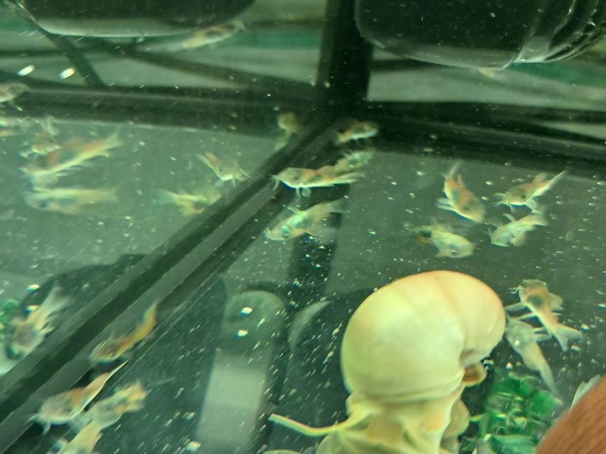 Сомики коридорасы