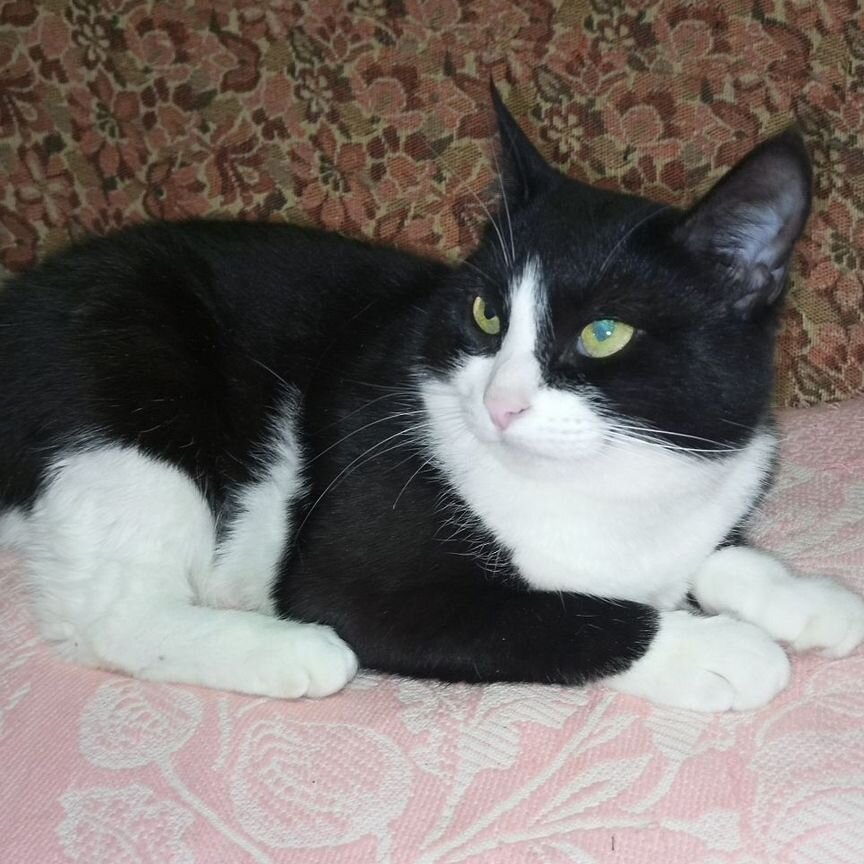 Кошечка, ответственным людям