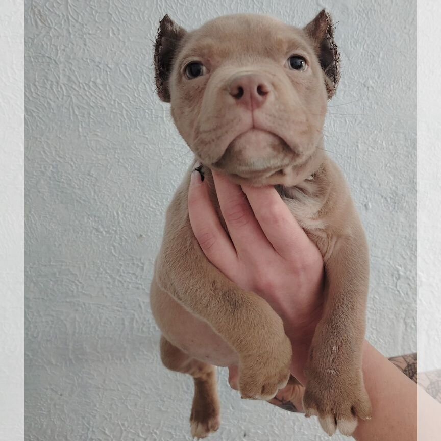 Американский булли покет кобель