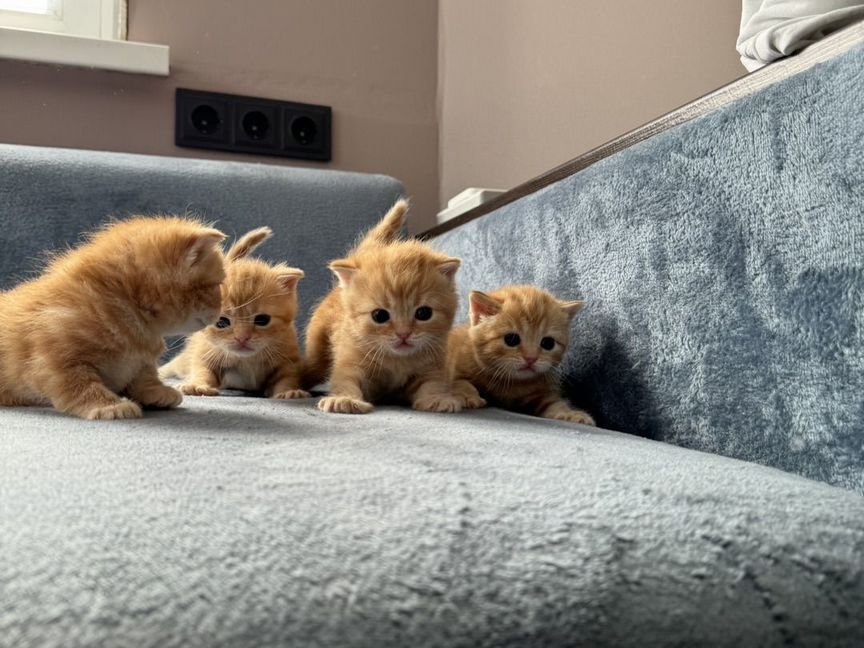 Шотландские котята красный мрамор
