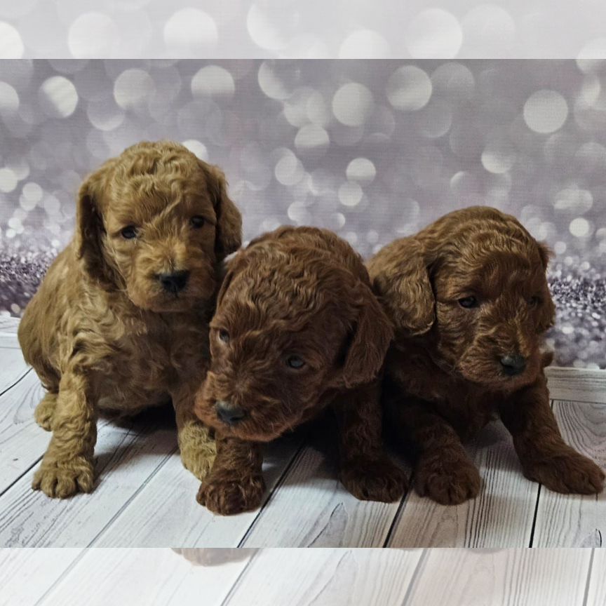 Той-пудель, щенок