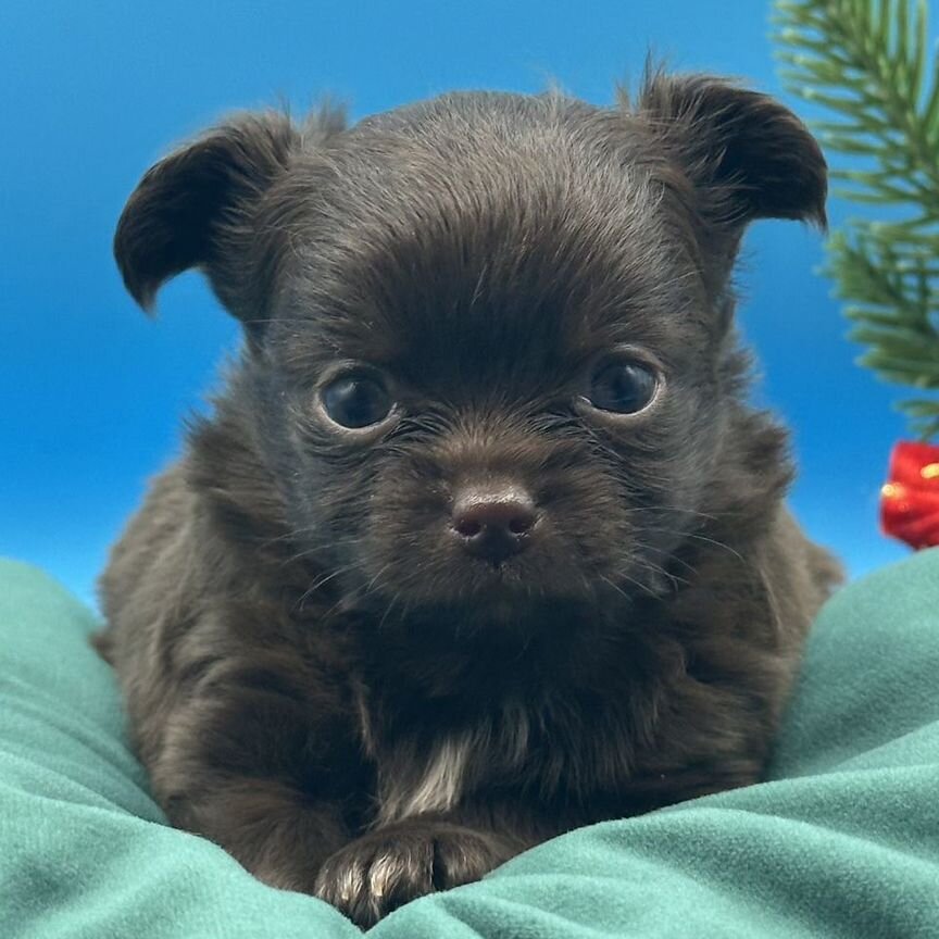 Чихуахуа, щенок