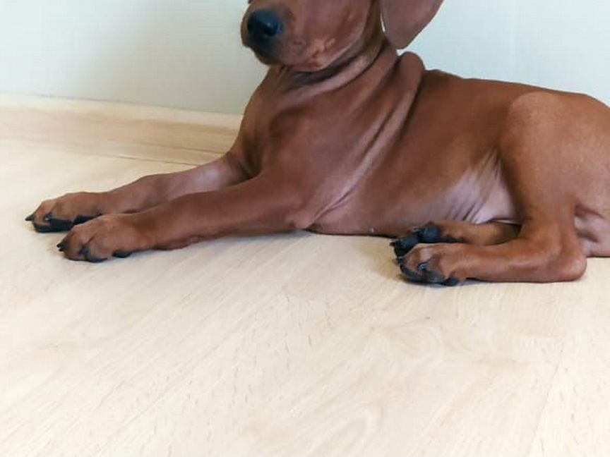 Немецкий пинчер