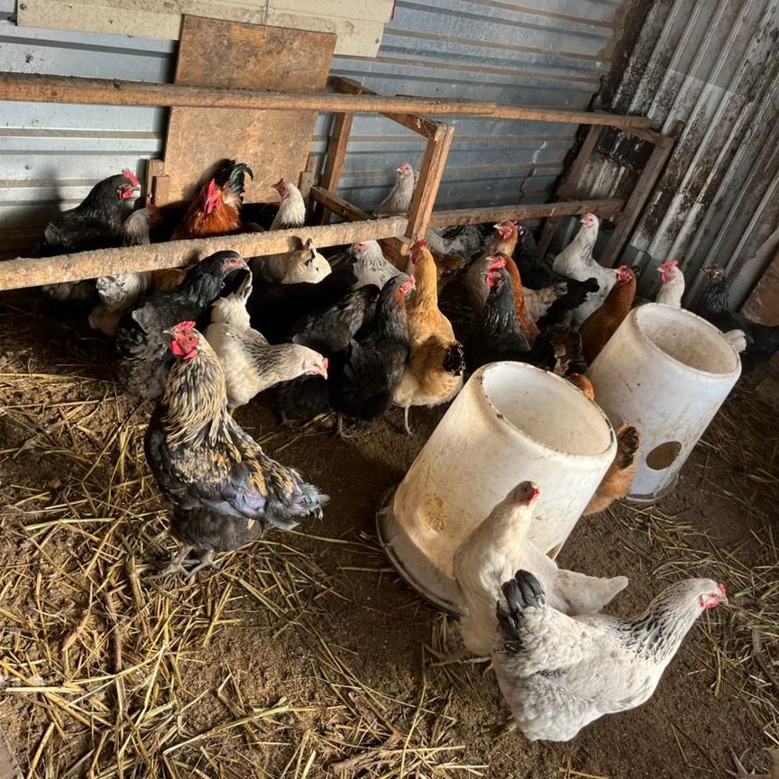 Курицы несушки домашние