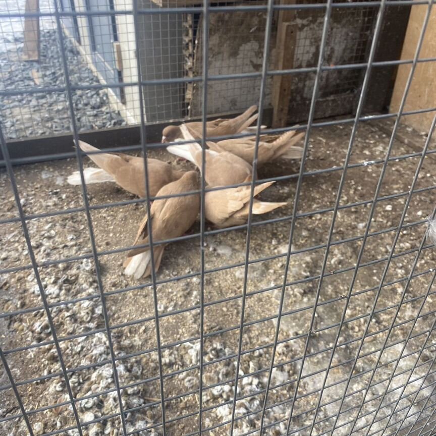 Голуби серпастые желтые