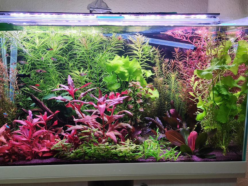 Аквариумные растения