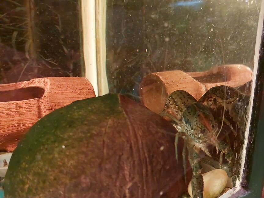 Аквариумные раки