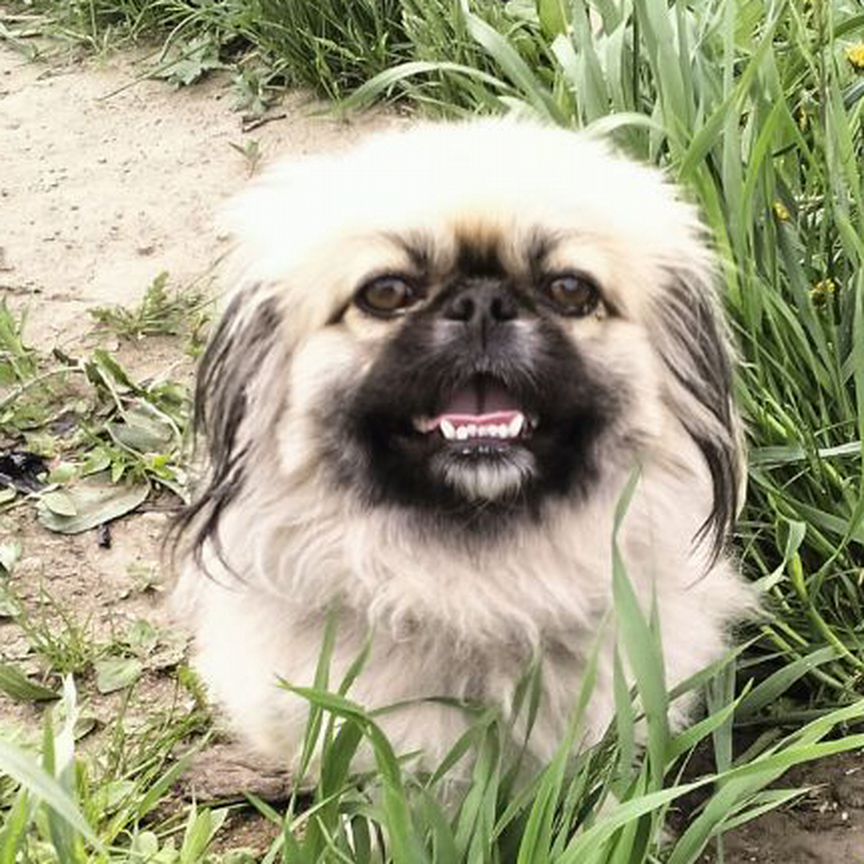 Пекинес, щенок