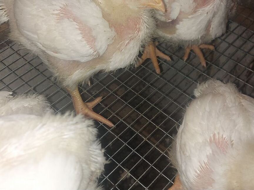 Цыплята бройлеры подрощенные