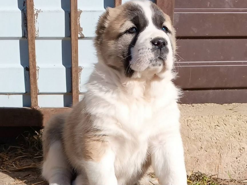 Щенки алабая