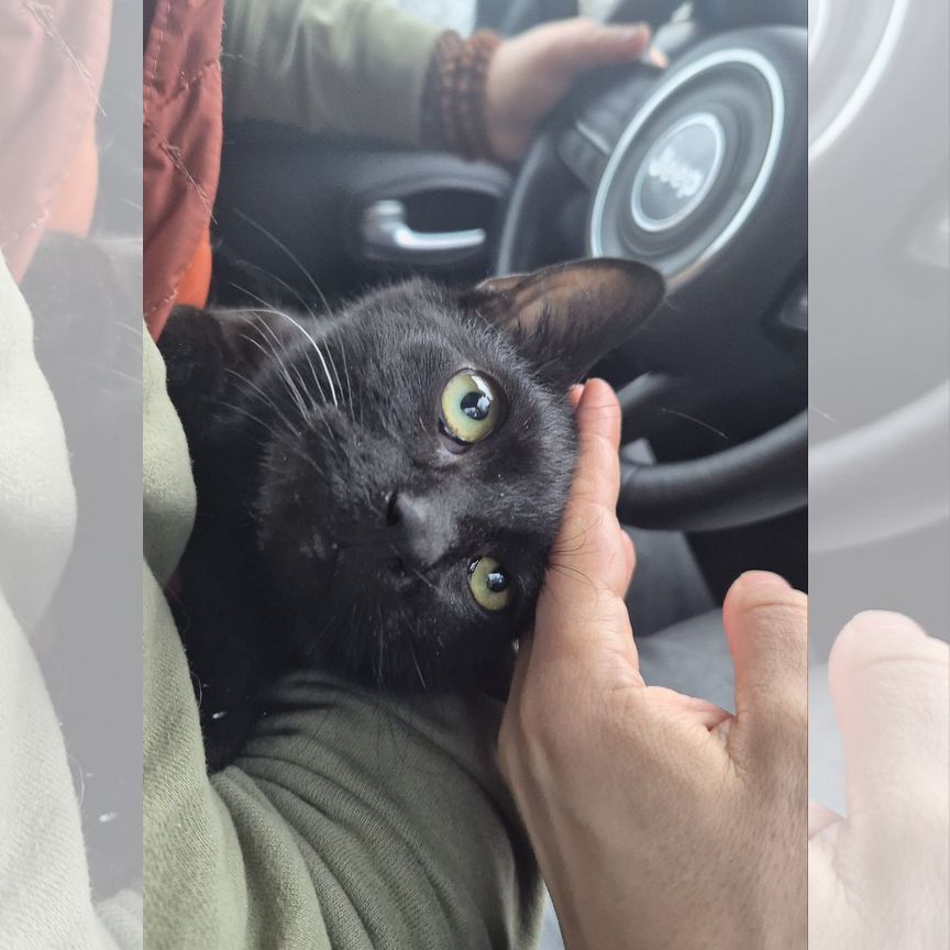 Европейский короткошёрстный котёнок