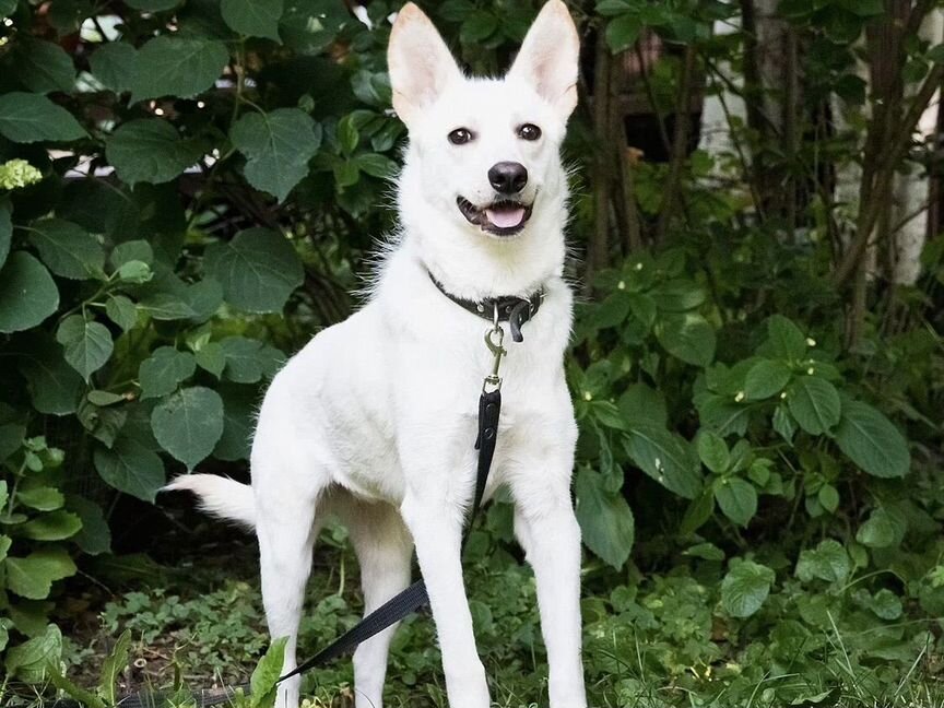 Собака в добрые руки бесплатно
