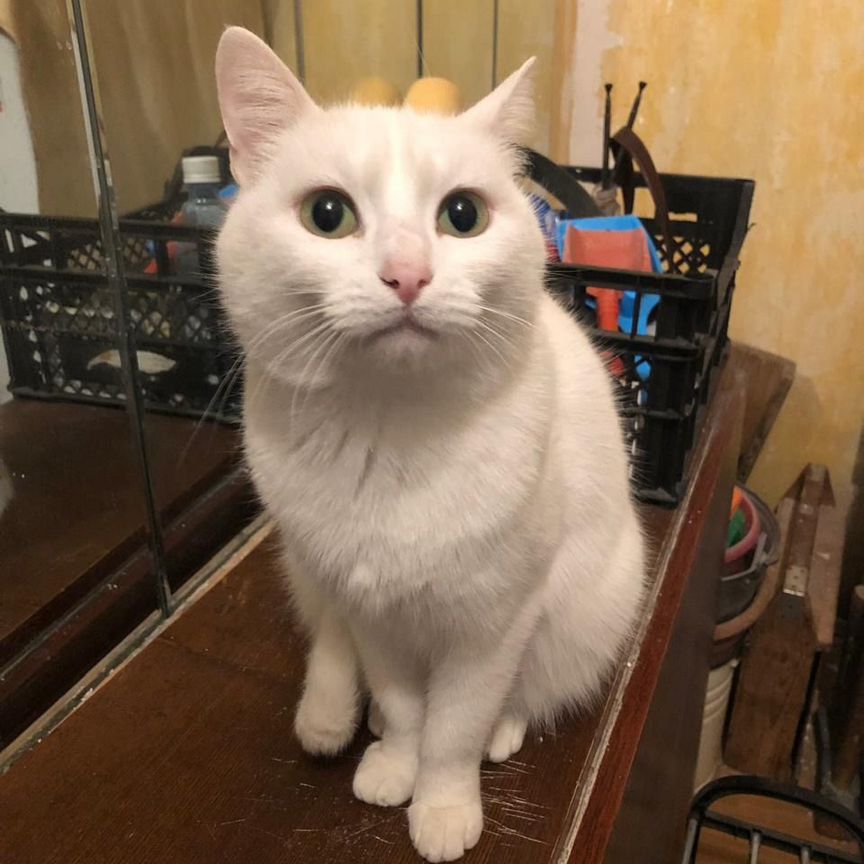 Кот и кошка бесплатно
