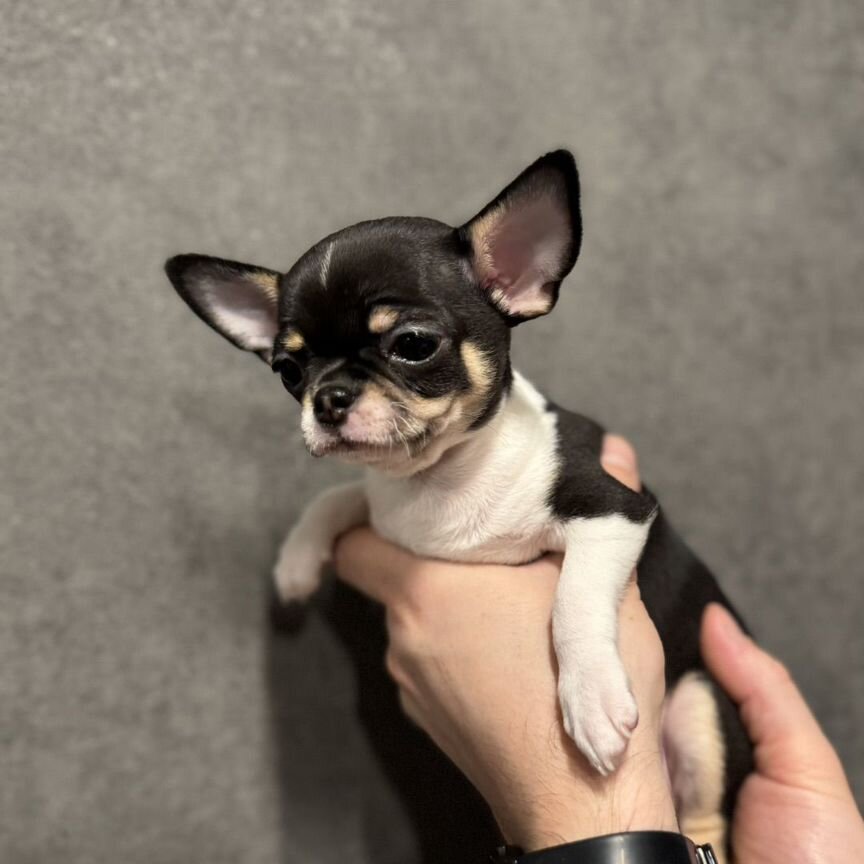 Щенок Чихуахуа