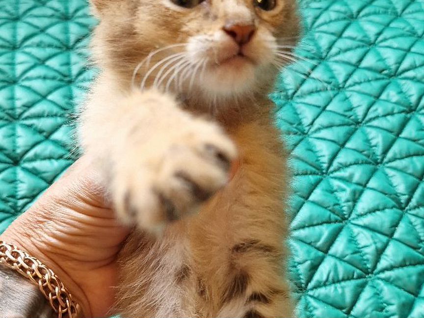 Кошка чаузи