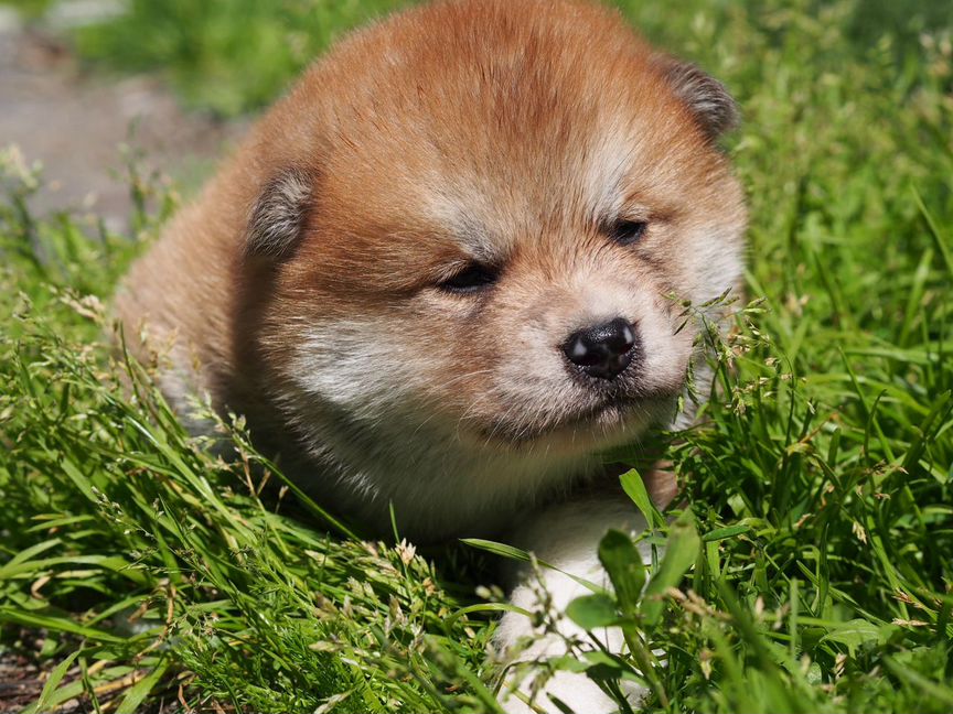 Акита ину для Вас