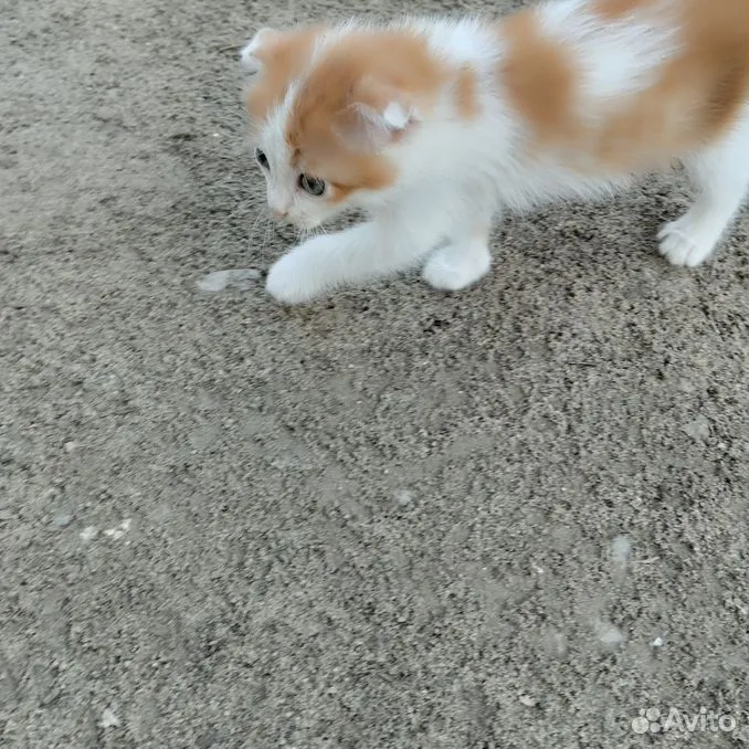 Котёнок подкидыш