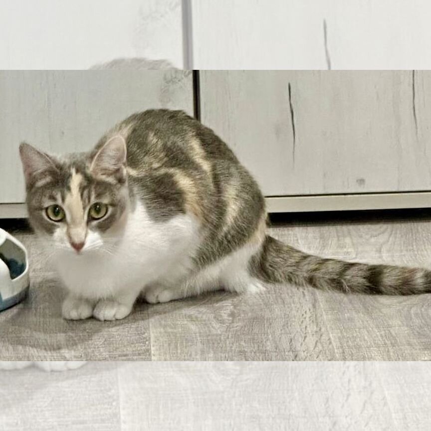 Взрослая кошка от частного владельца