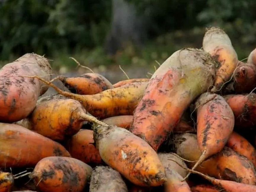 Свекла кормовая, овес