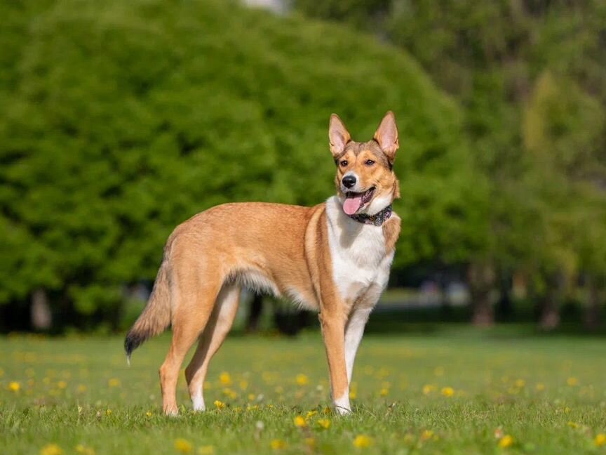 Собака в добрые руки