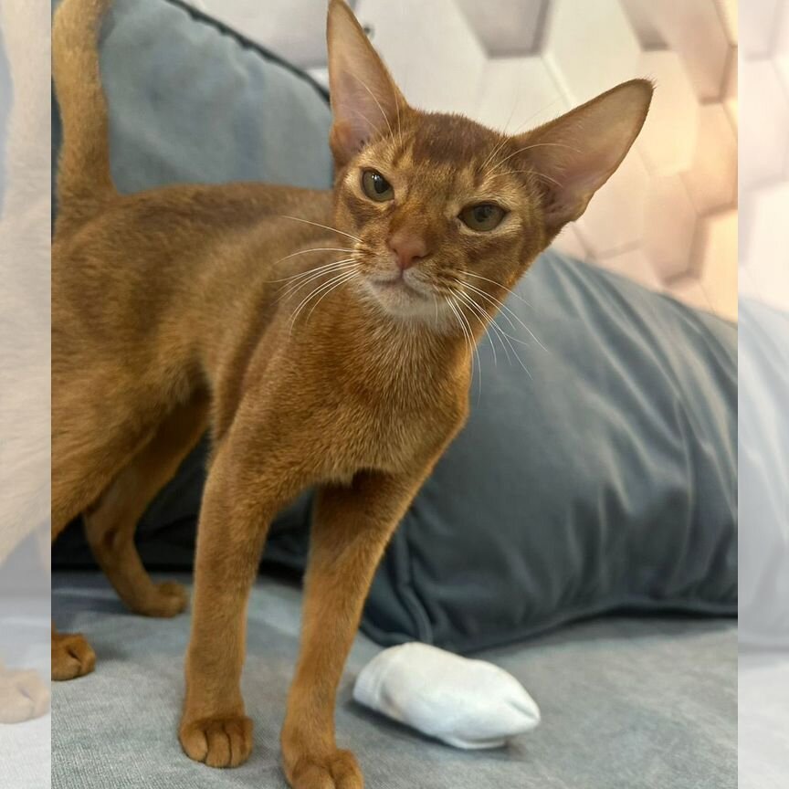 Абиссинский котёнок