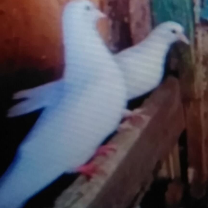 Возьму в дар голубей