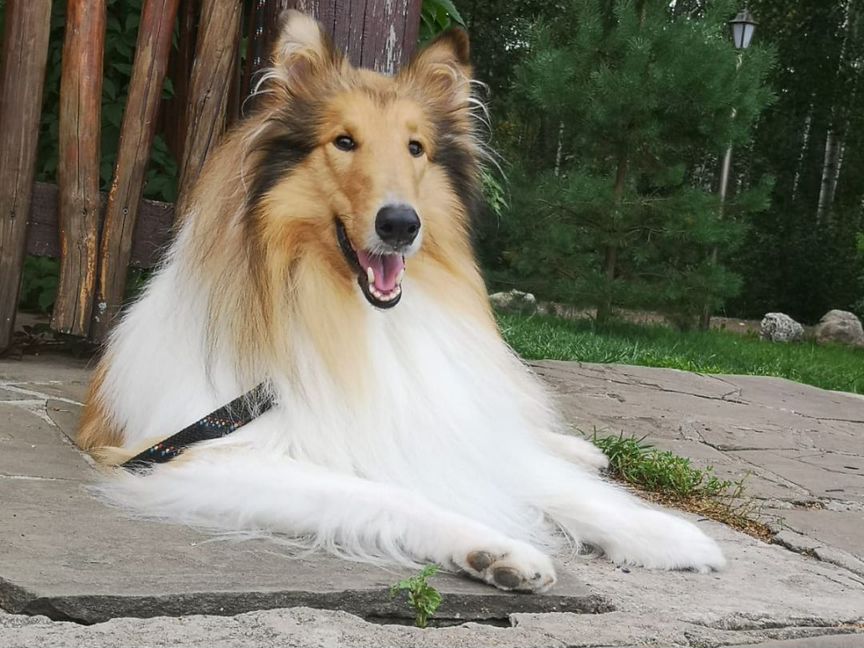 Колли вязка