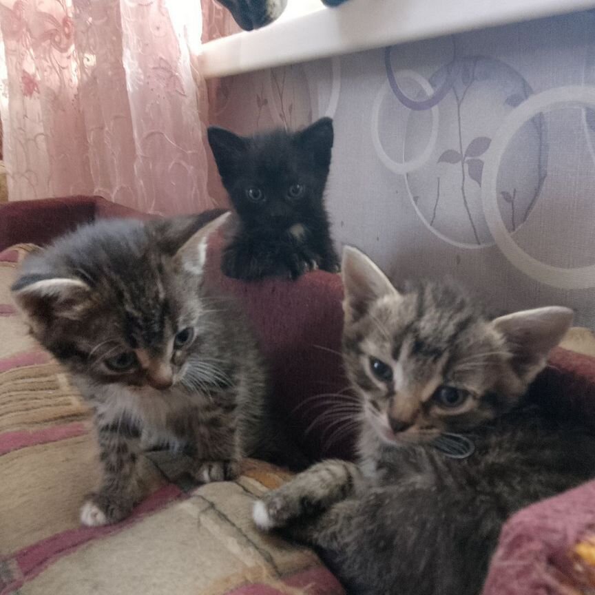 Котята