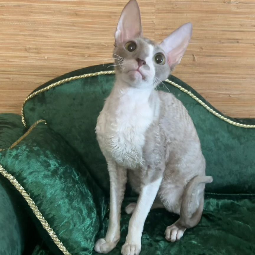 Корниш-рекс котёнок
