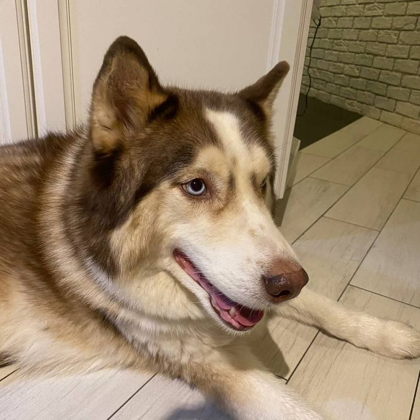 Сибирский хаски