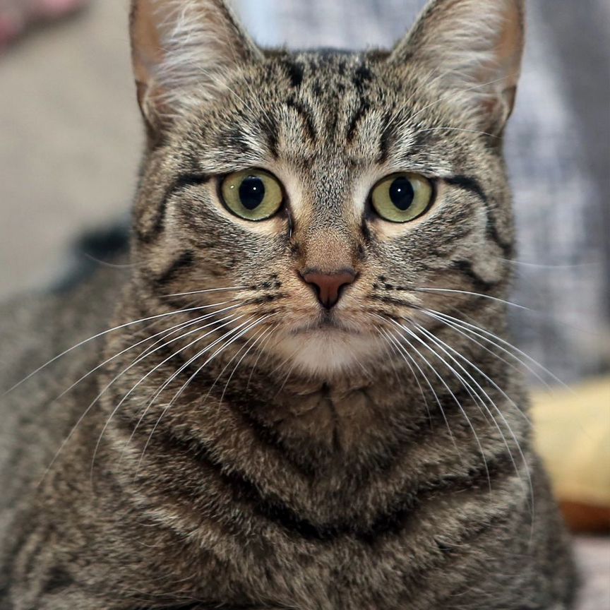 Кошка в добрые руки