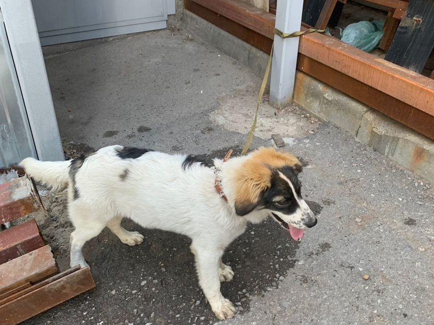 Щенок кавказец среднеазиатская овчарка алабай