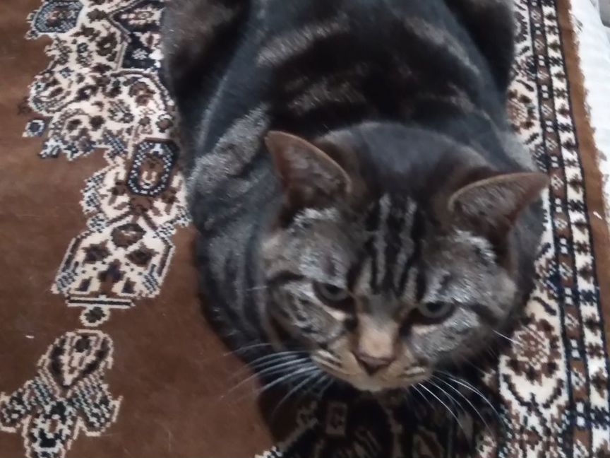 В дар. Очаровательный британец в добрые руки