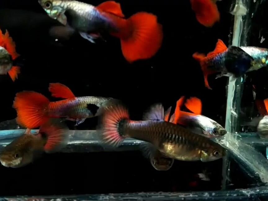 Аквариумные рыбки гуппи