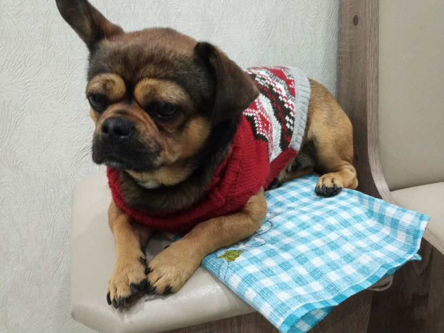 Продаю собаку