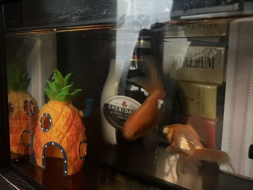 Отдам золотых рыбок