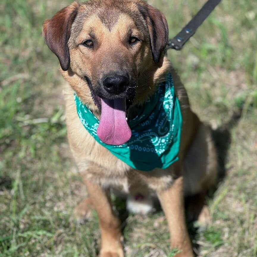 Пес Смурфик надеется найти дом