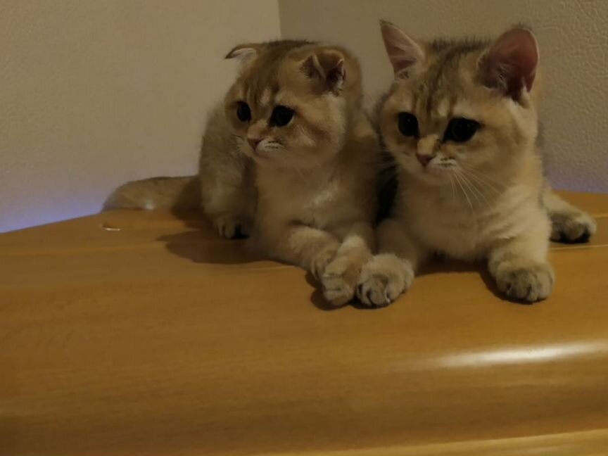 Шотландская золотая шиншилла