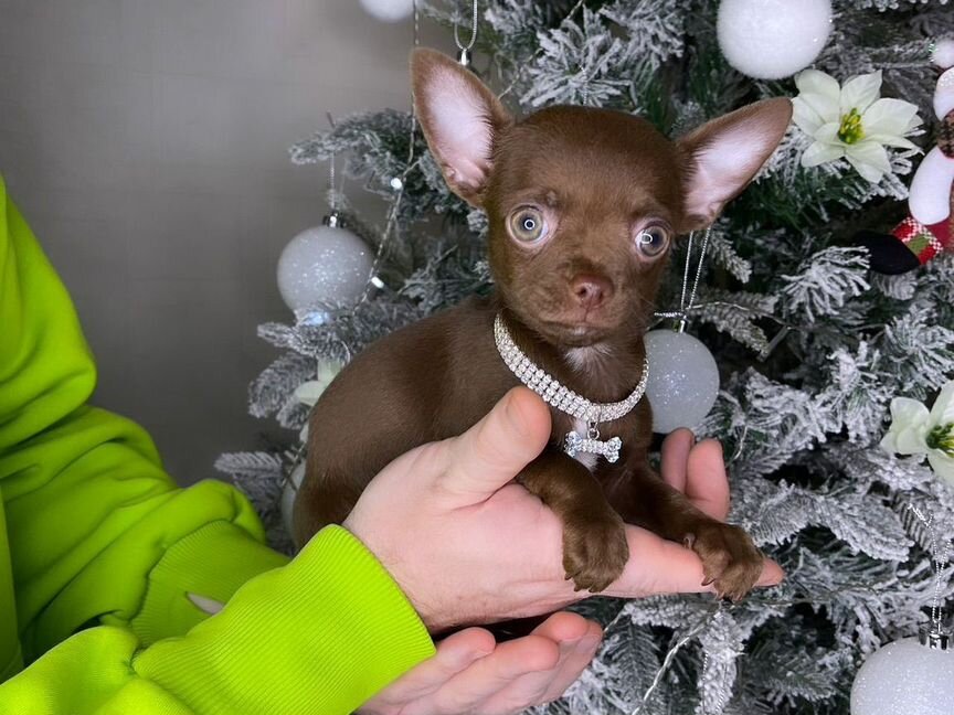 Luxury super mini Мальчишка РКФ