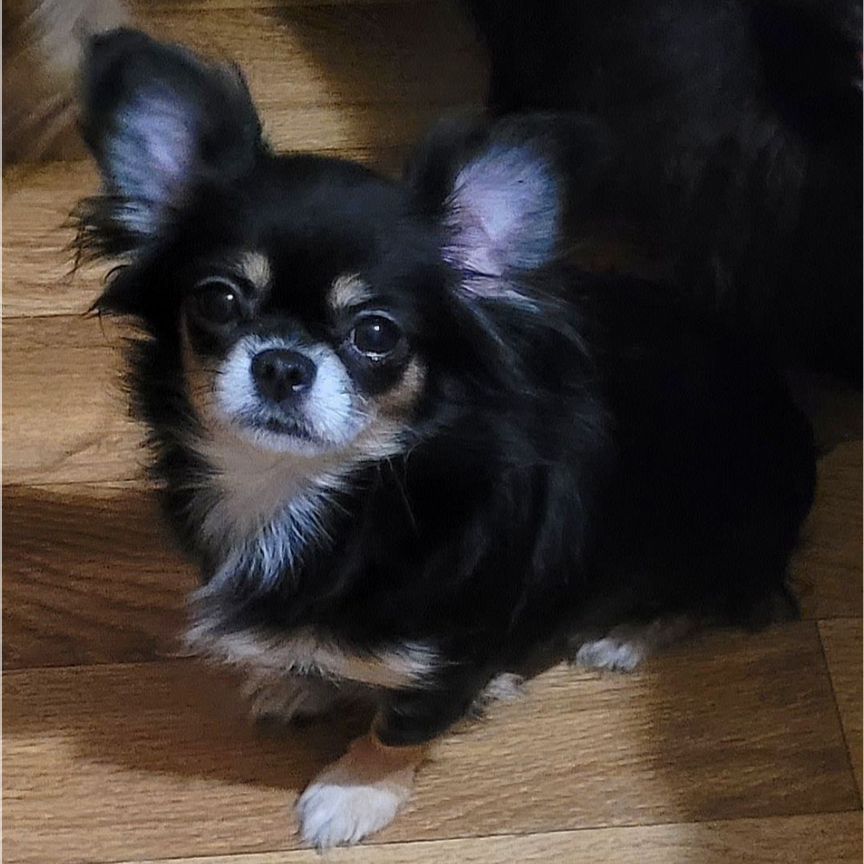 Чихуахуа, взрослая собака