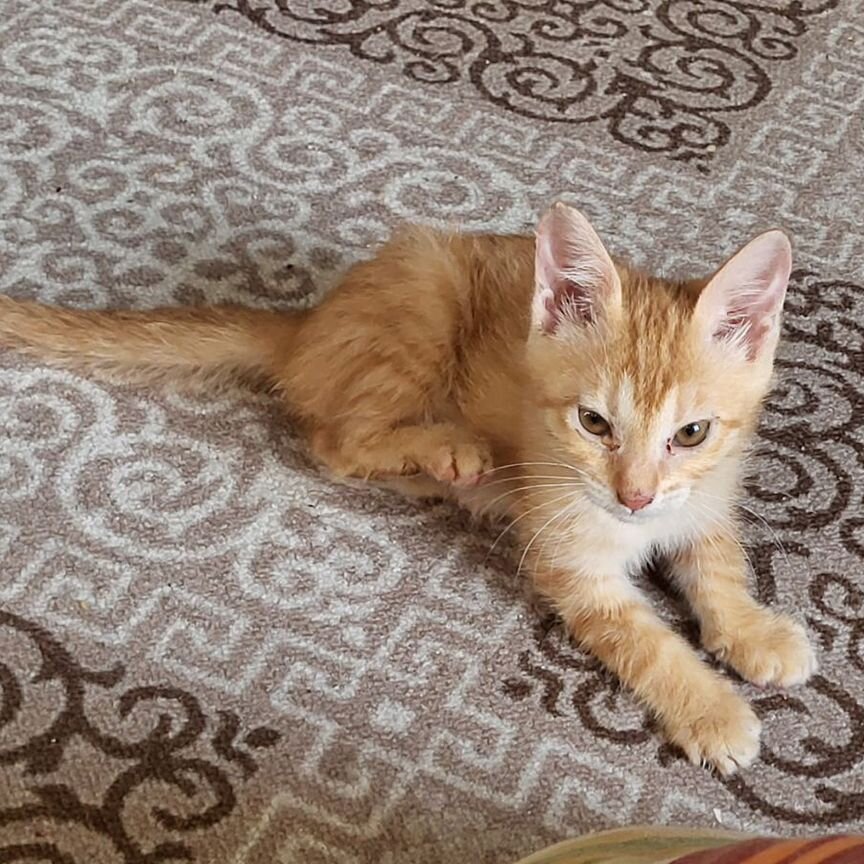 Отдам котенка в добрые руки