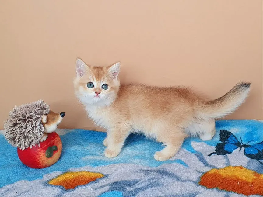 Золотые британские котята