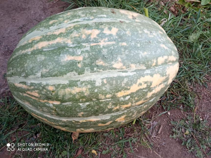 Тыква кормовая