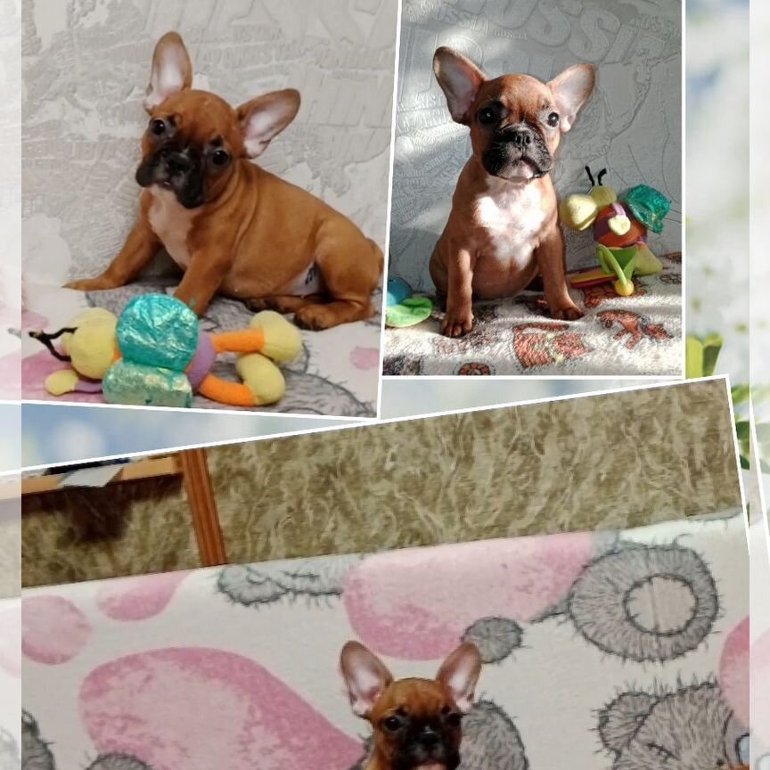 Французский бульдог, щенок