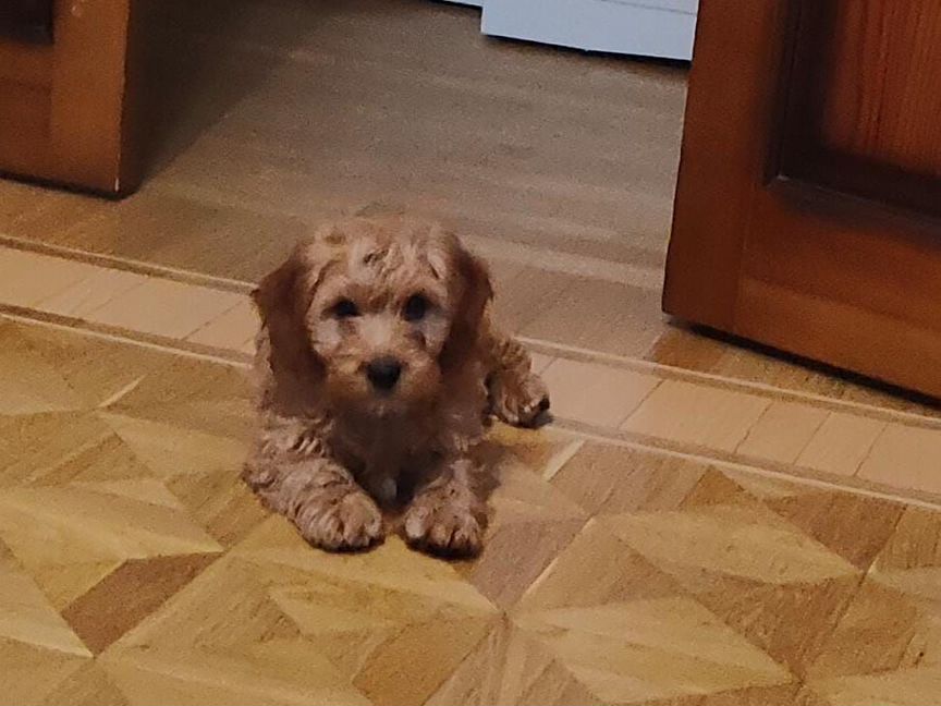 Щенок кокопу