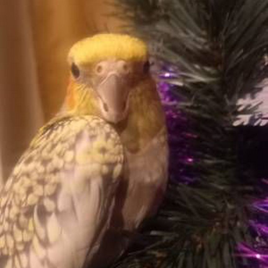 Продам австралийского попугая коррела