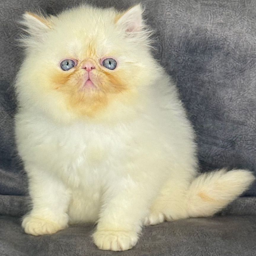 Персидский котёнок