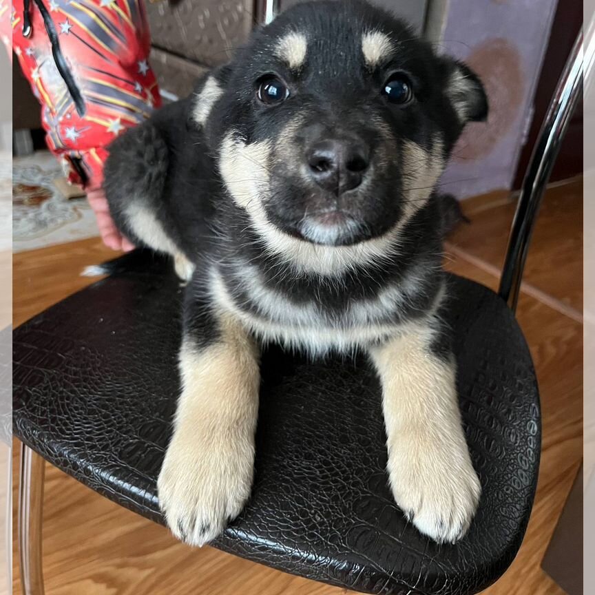 Щенок от частного владельца