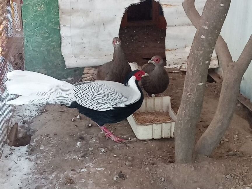 Фазаны серебристые