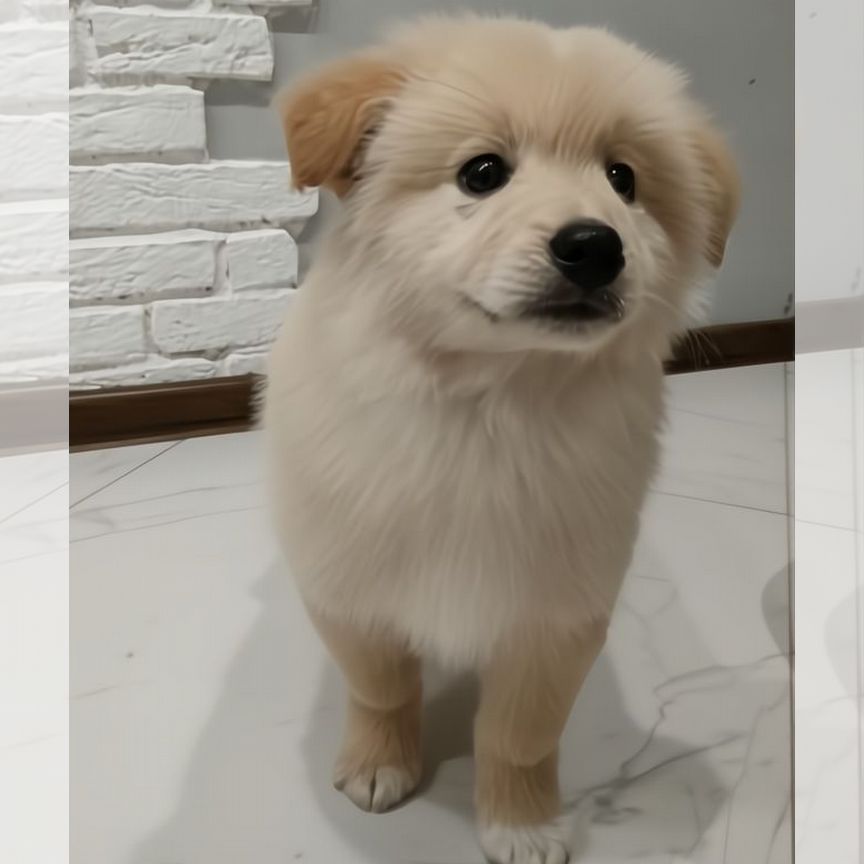 Щенок в добрые руки